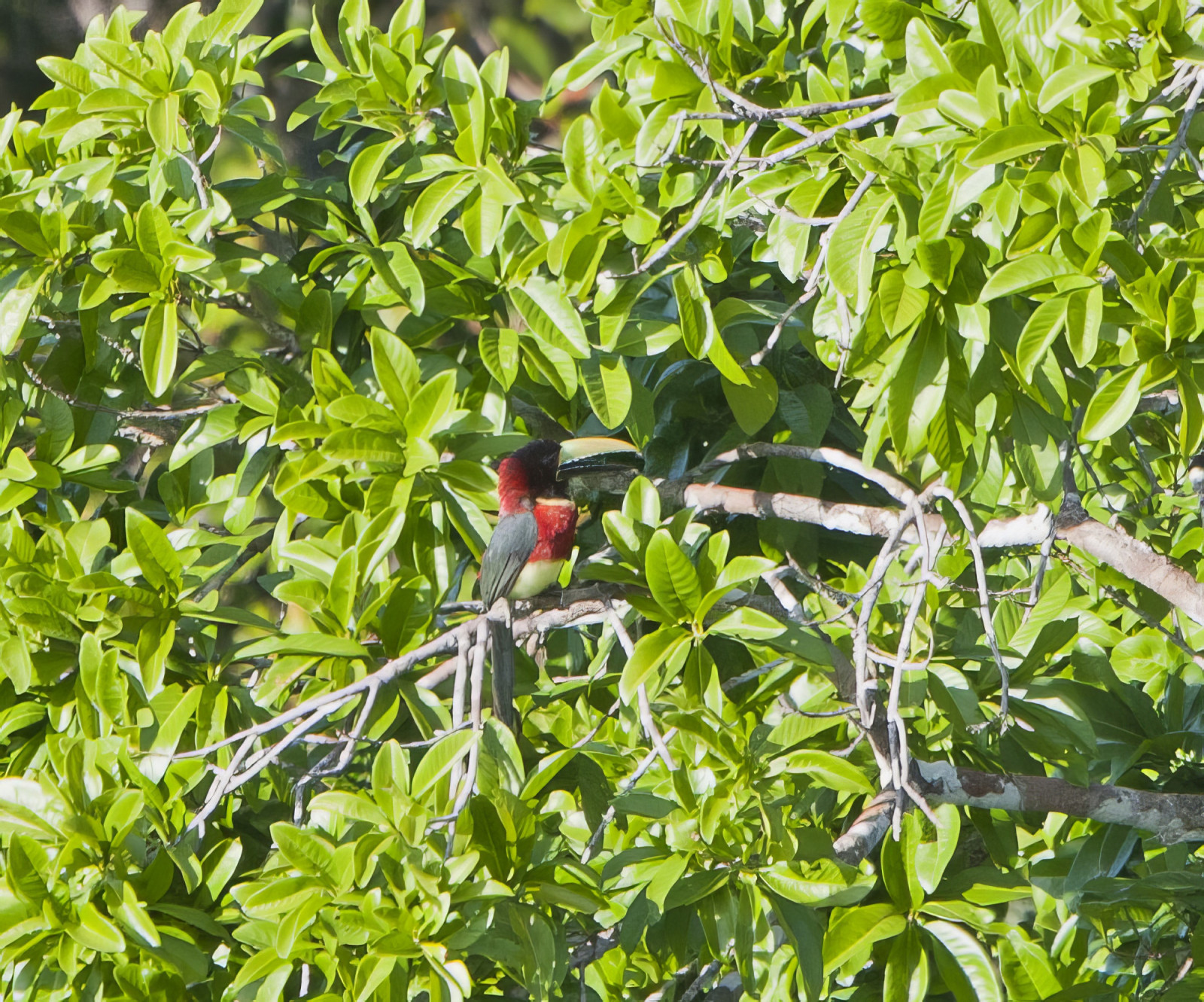 Red-necked Aracari (Pteroglossus bitorquatus) | Birdingplaces