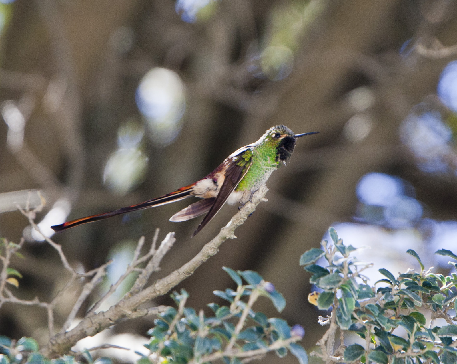 Red-tailed Comet (Sappho sparganurus) | Birdingplaces