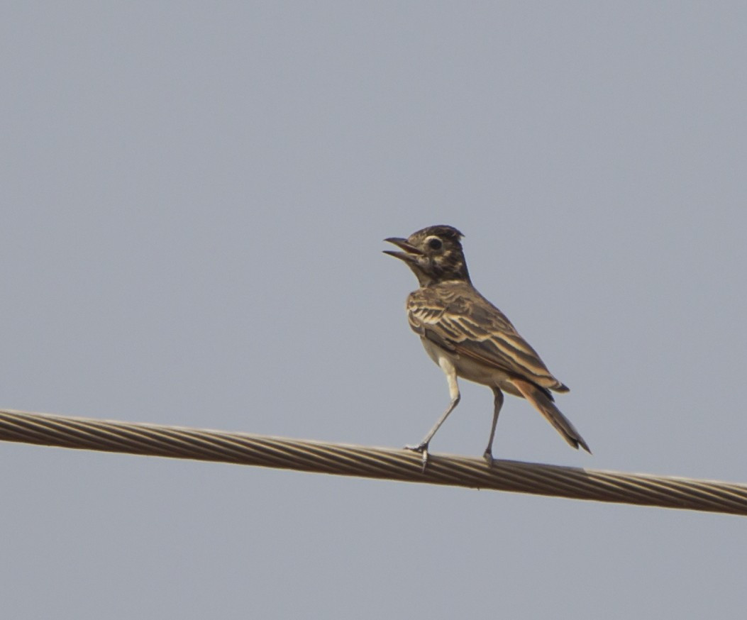 Rufous-rumped Lark (Pinarocorys erythropygia) | Birdingplaces
