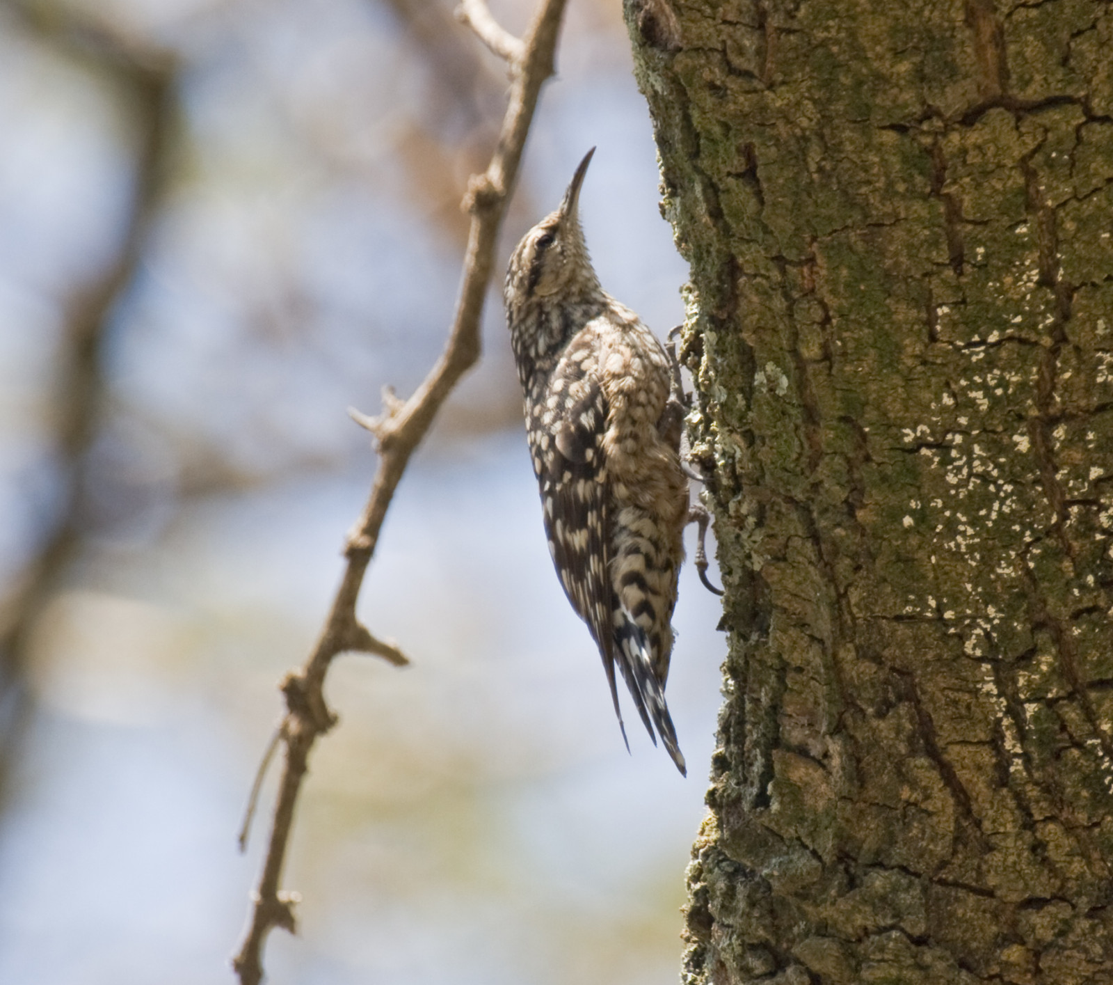 African Spotted Creeper (Salpornis salvadori) | Birdingplaces