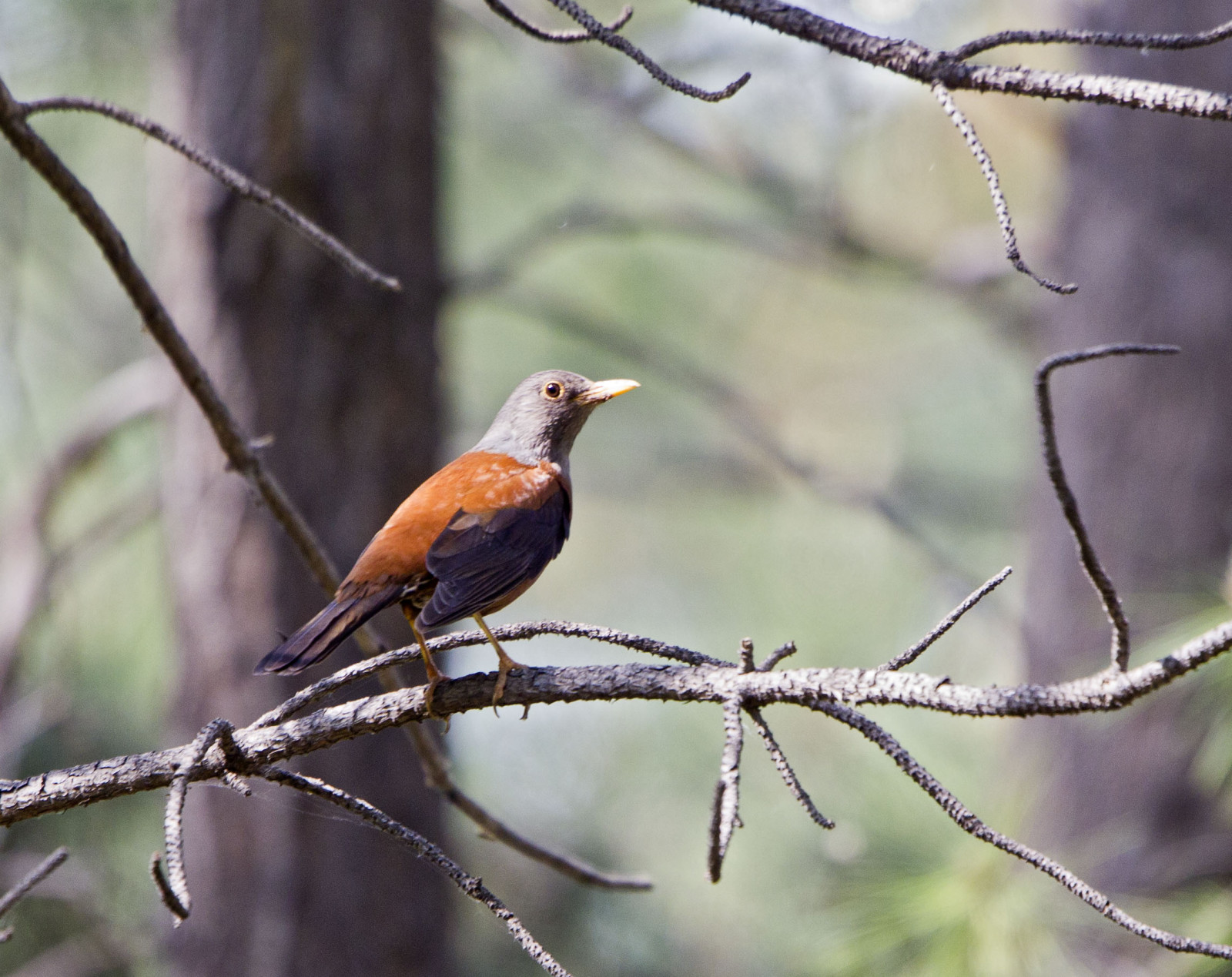 Chestnut Thrush (Turdus rubrocanus) | Birdingplaces