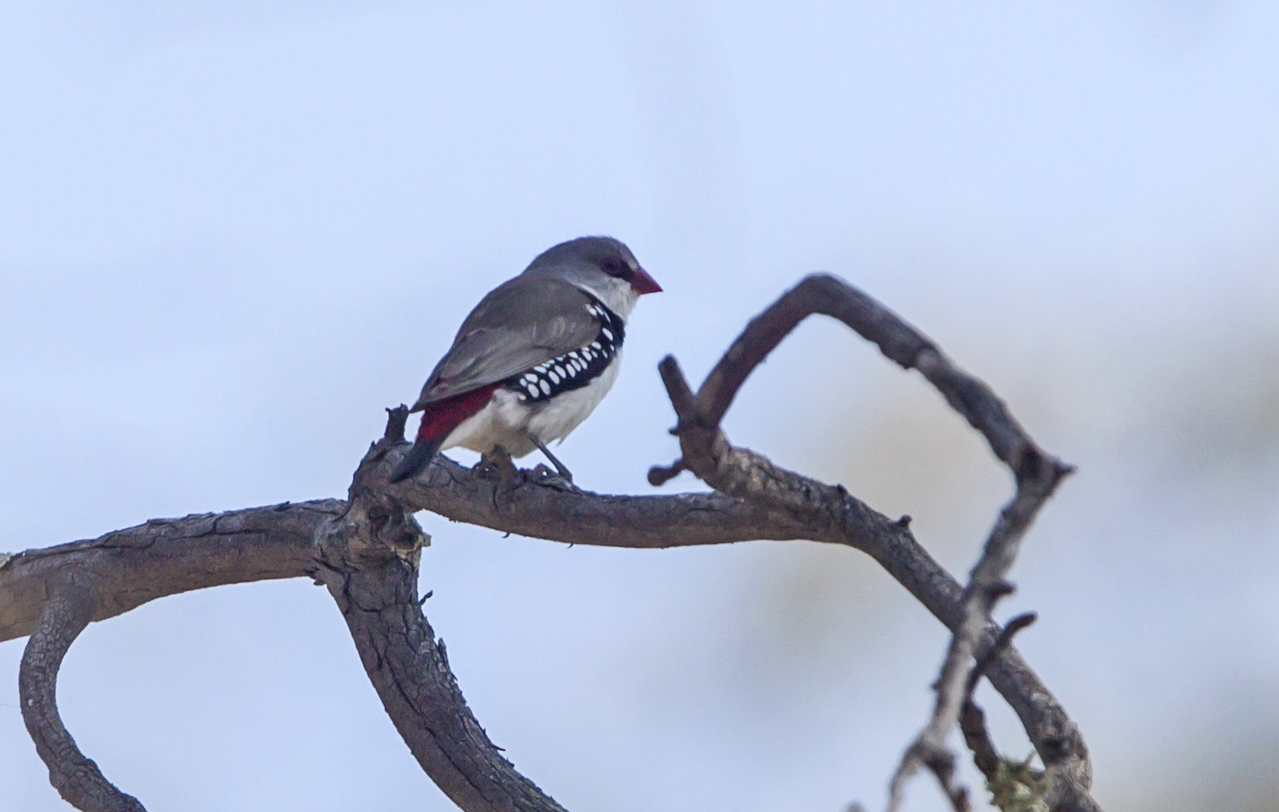 Diamond Firetail (Stagonopleura guttata) | Birdingplaces