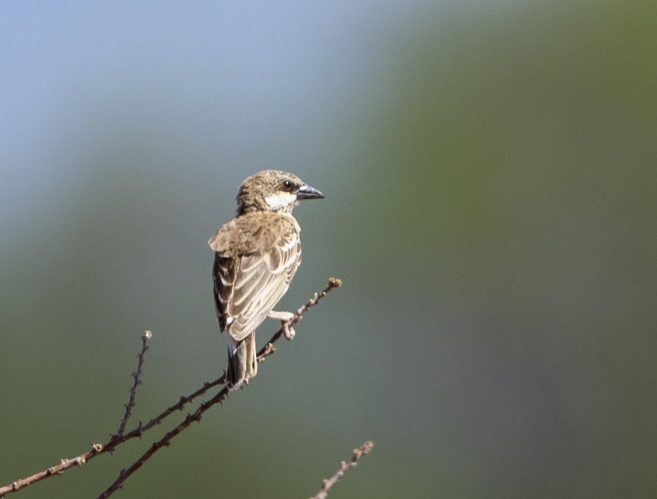Donaldson-Smith's Sparrow-Weaver (Plocepasser donaldsoni) | Birdingplaces