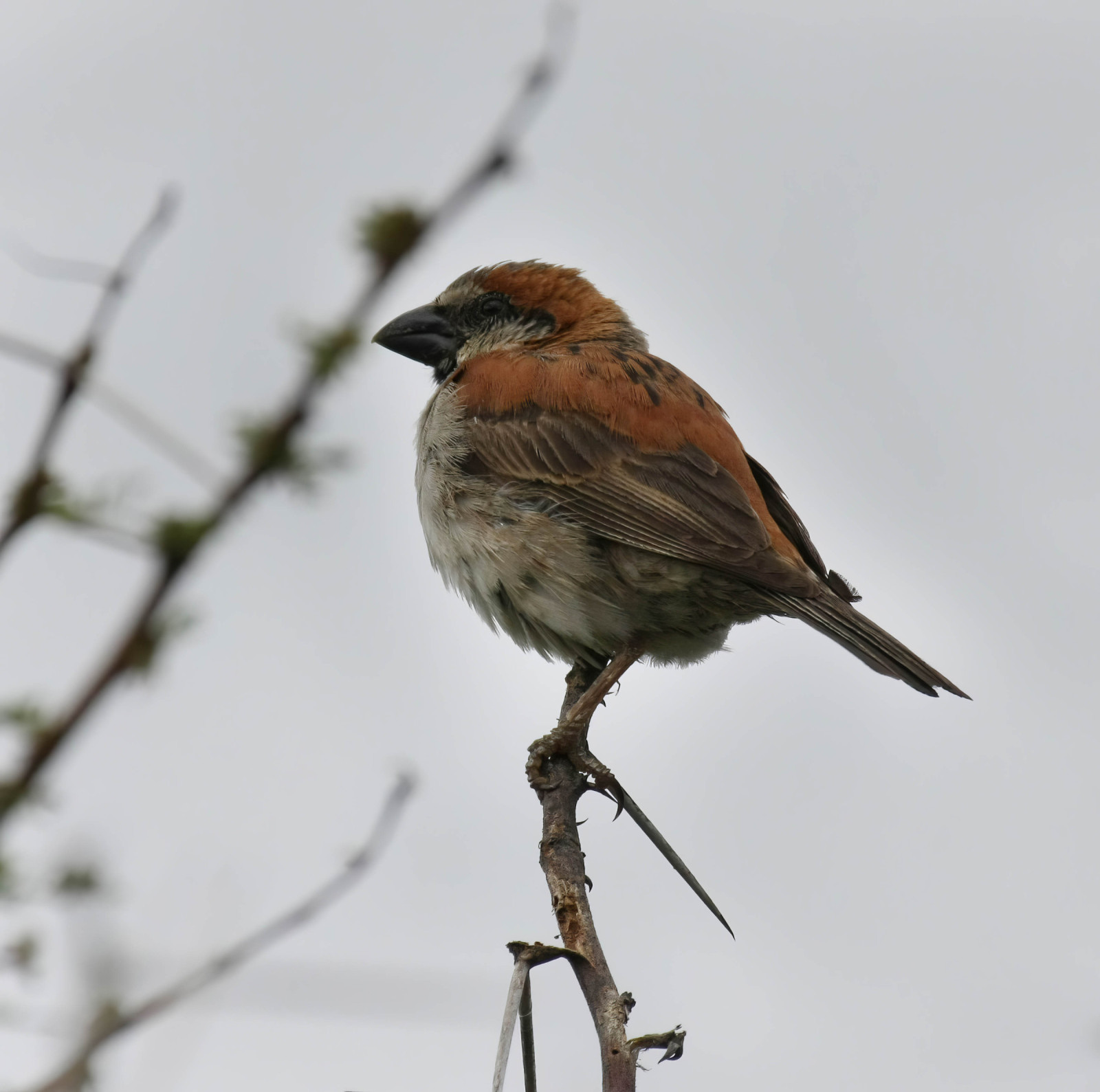Great Sparrow (Passer motitensis) | Birdingplaces