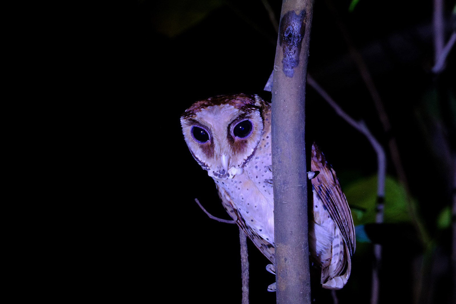 Oriental Bay-Owl (Phodilus badius) | Birdingplaces