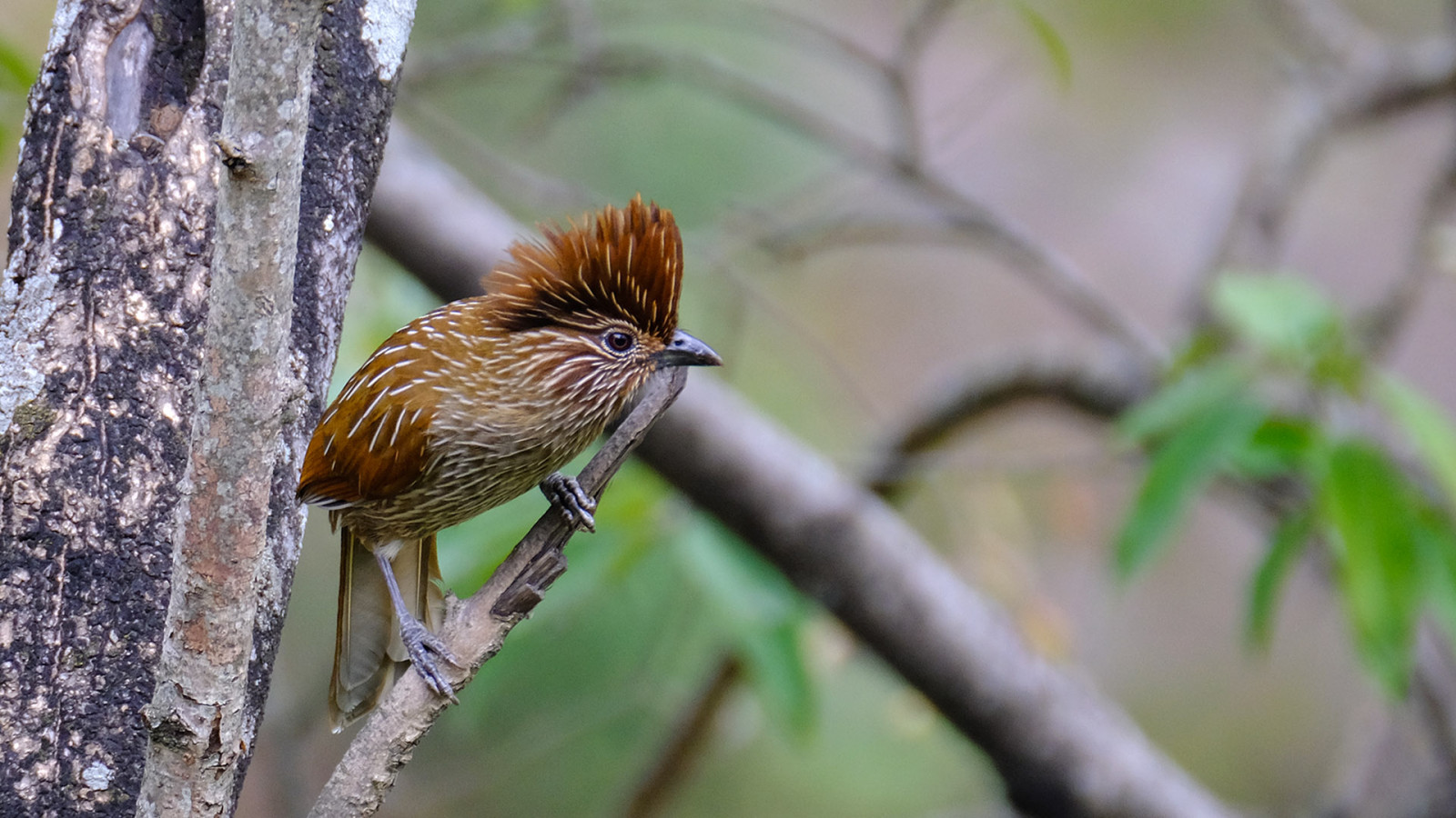 Pangot | Birdingplaces