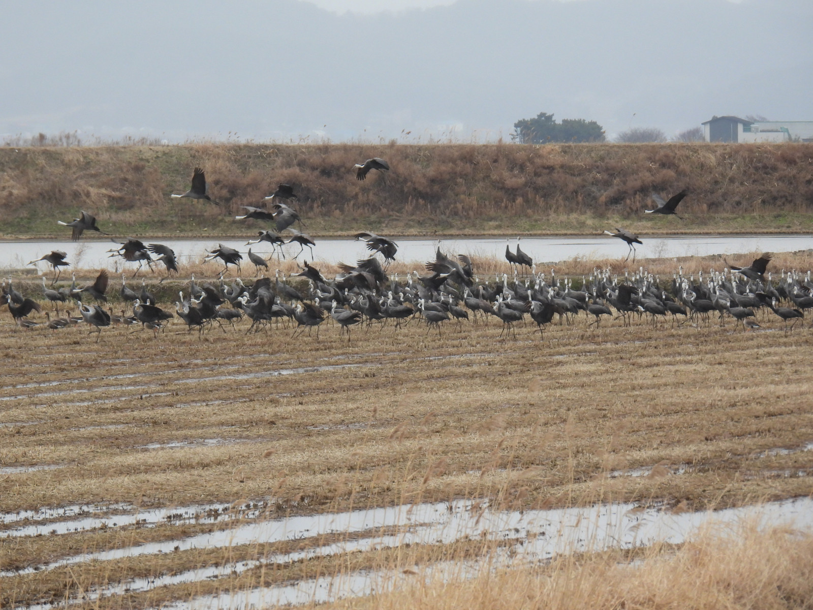Cheonsu Bay | Birdingplaces