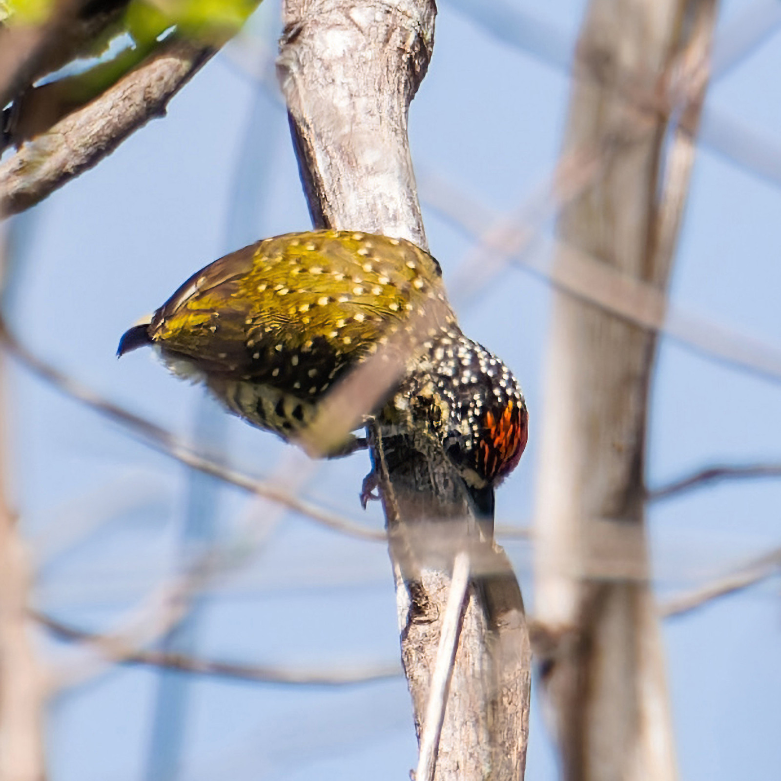 Golden-spangled Piculet (Picumnus exilis) | Birdingplaces