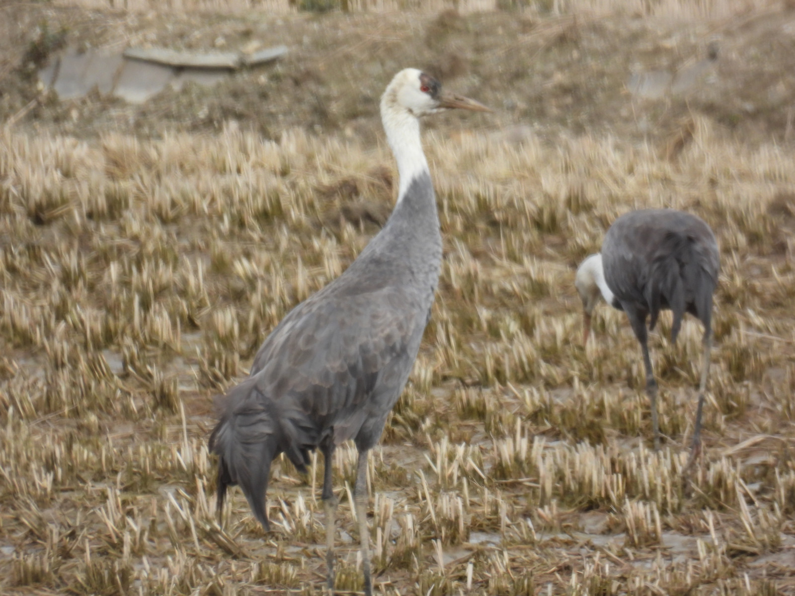 Cheonsu Bay | Birdingplaces
