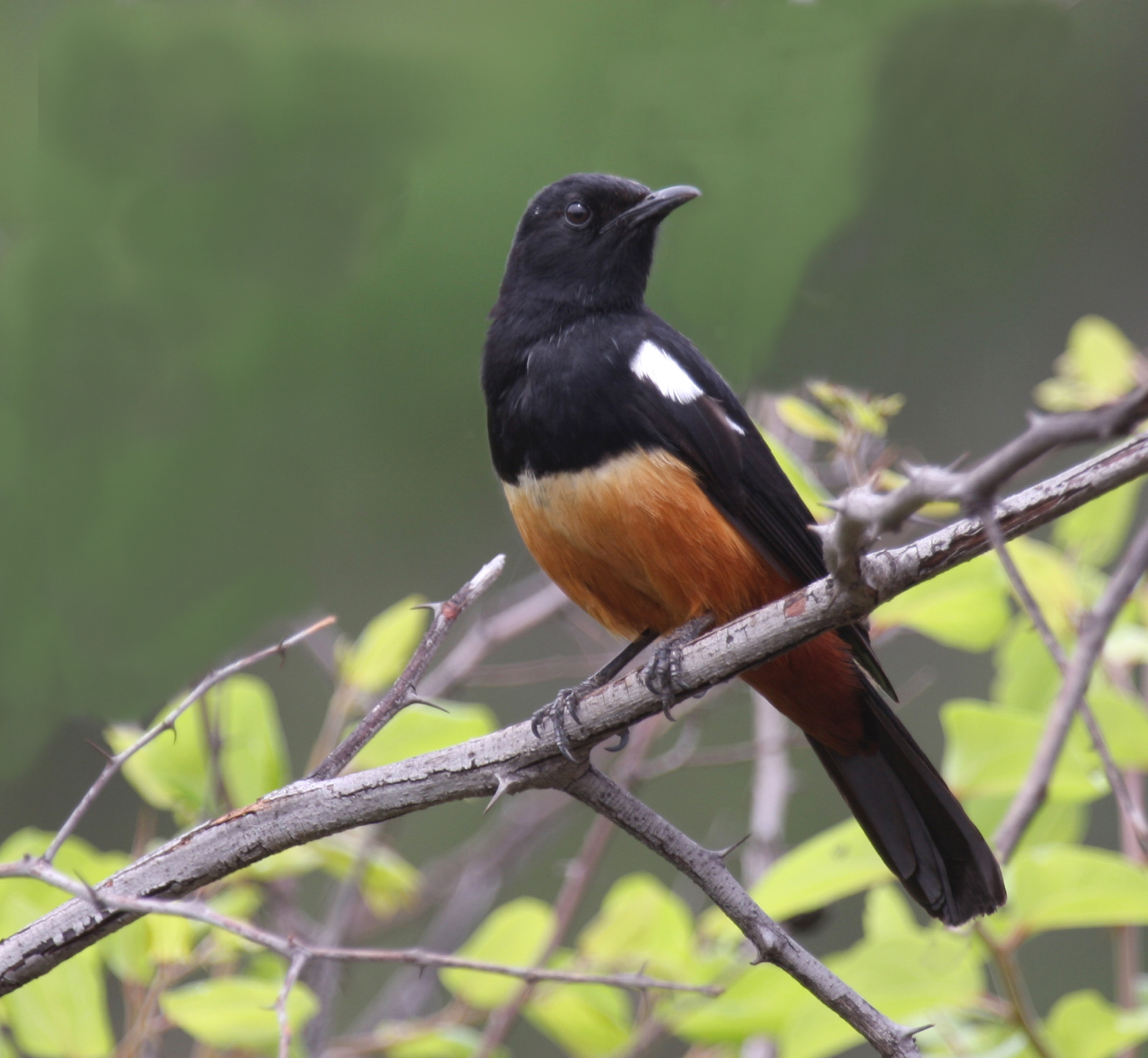 Mocking Cliff-Chat (Thamnolaea cinnamomeiventris) | Birdingplaces
