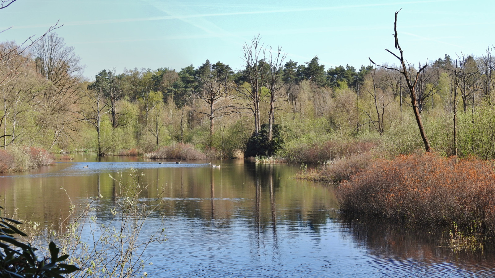 Zoomland - De Zeezuiper | Birdingplaces