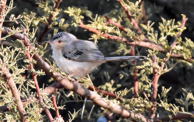Cricket warbler (Spiloptila clamans) | Birdingplaces