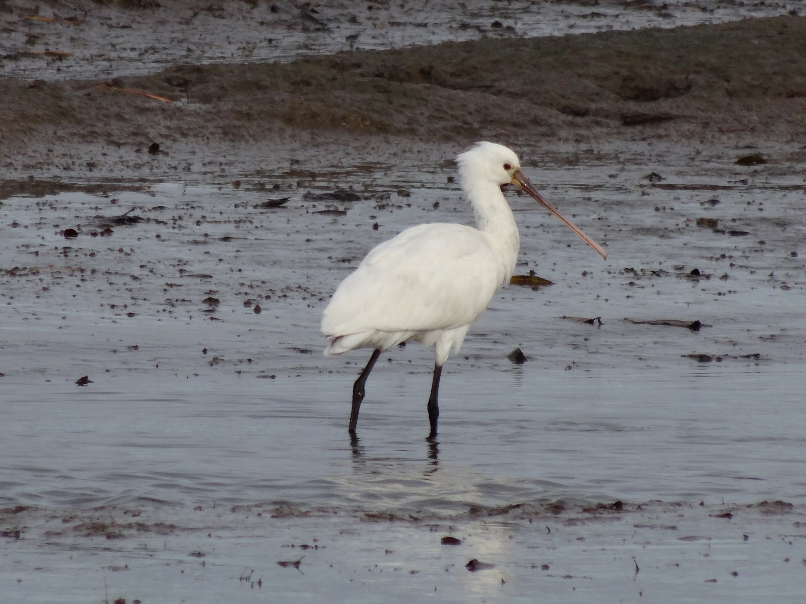 RSPB Hayle Estuary | Birdingplaces