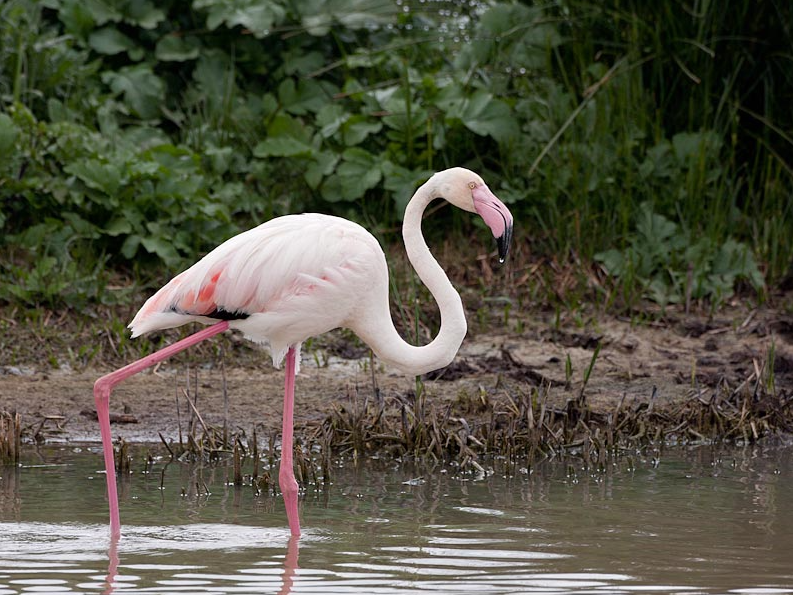Flamingos Grevelingenmeer | Birdingplaces