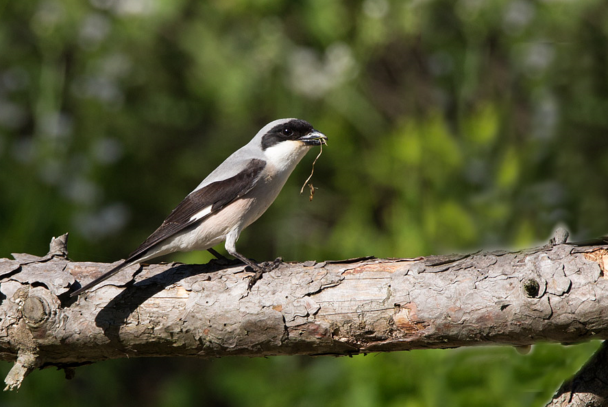 Lesser Grey Shrike (Lanius minor) | Birdingplaces