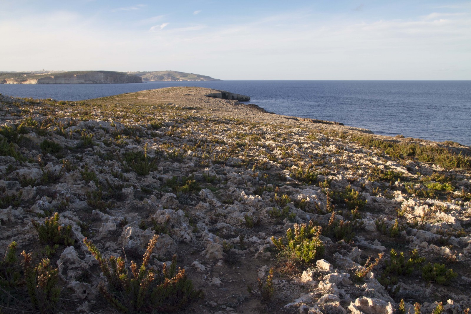 Marfa Ridge: Qammiegħ to Rdum tal-Madonna | Birdingplaces