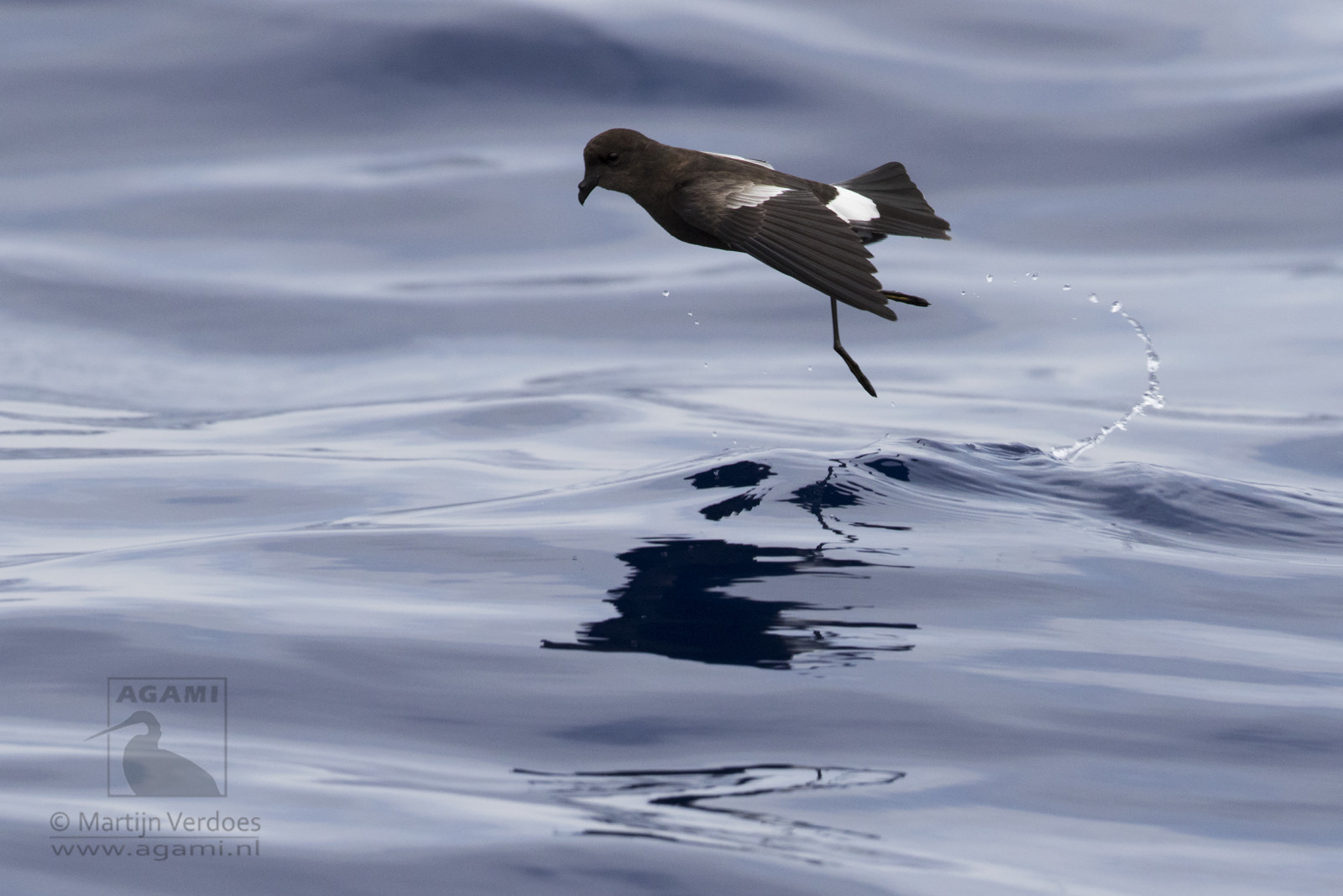 buřňáček Wilsonův (Oceanites oceanicus) | Birdingplaces