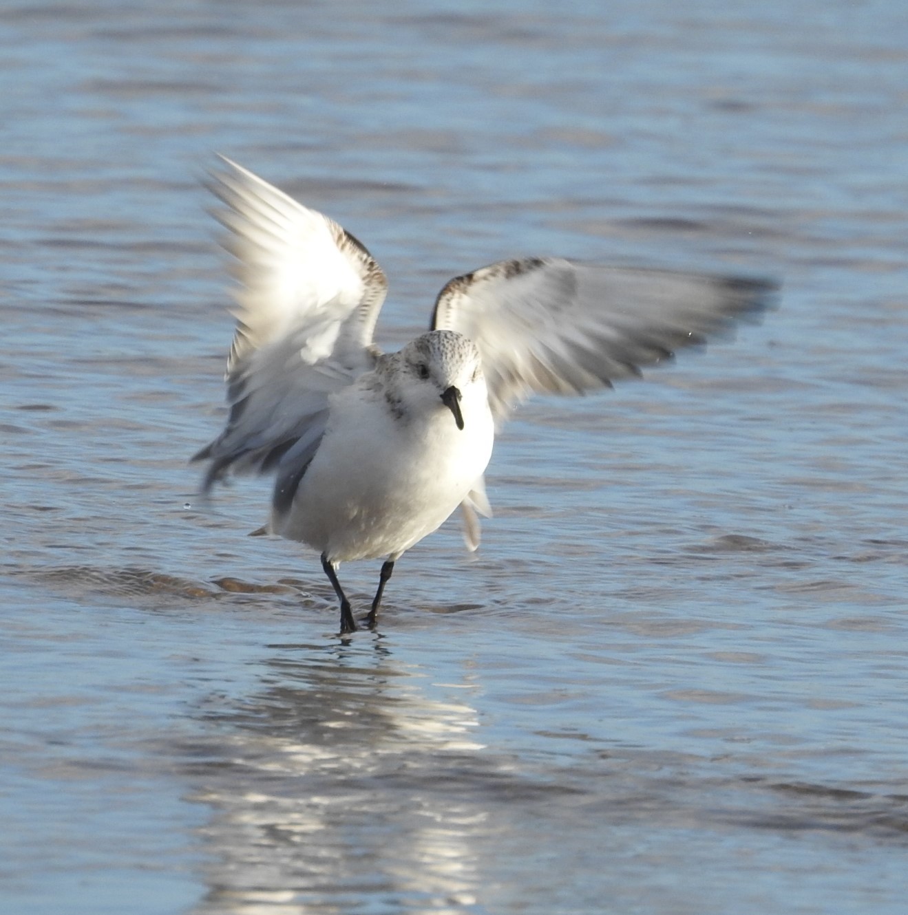 East Chevington NR | Birdingplaces