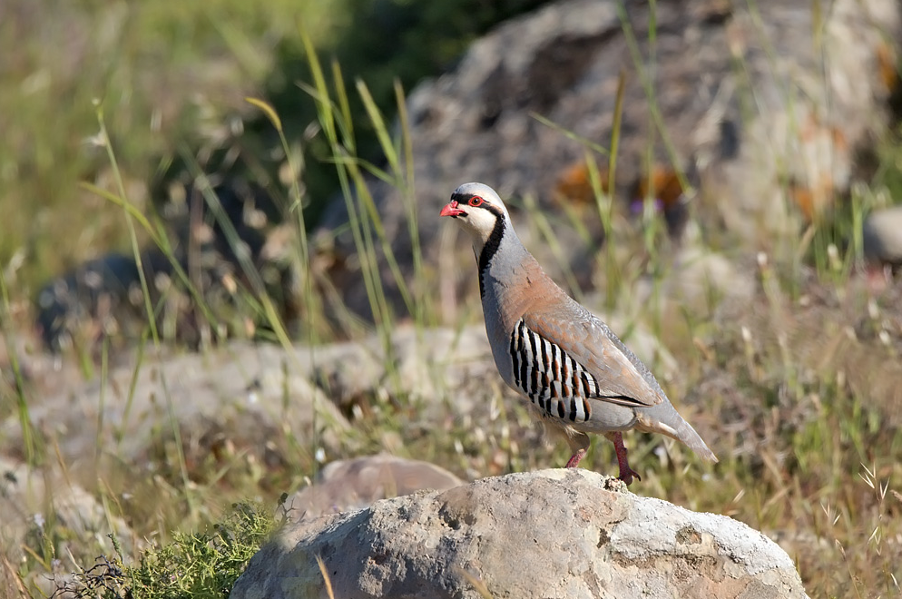 Chukar (Alectoris chukar) | Birdingplaces