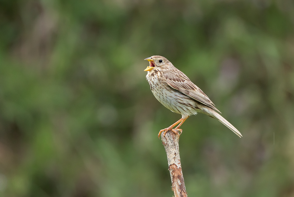 Grauwe Gors (Emberiza calandra) | Birdingplaces