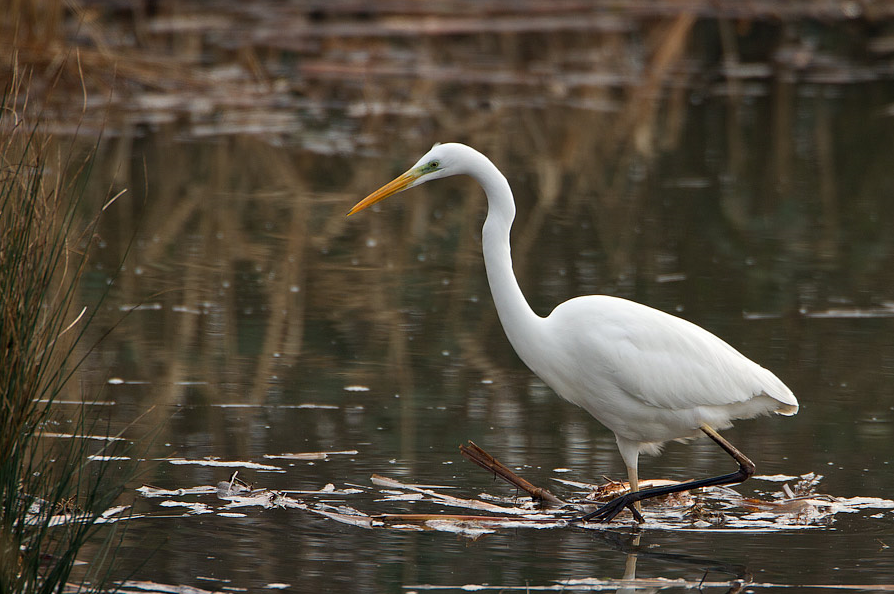 Caroni Swamp | Birdingplaces