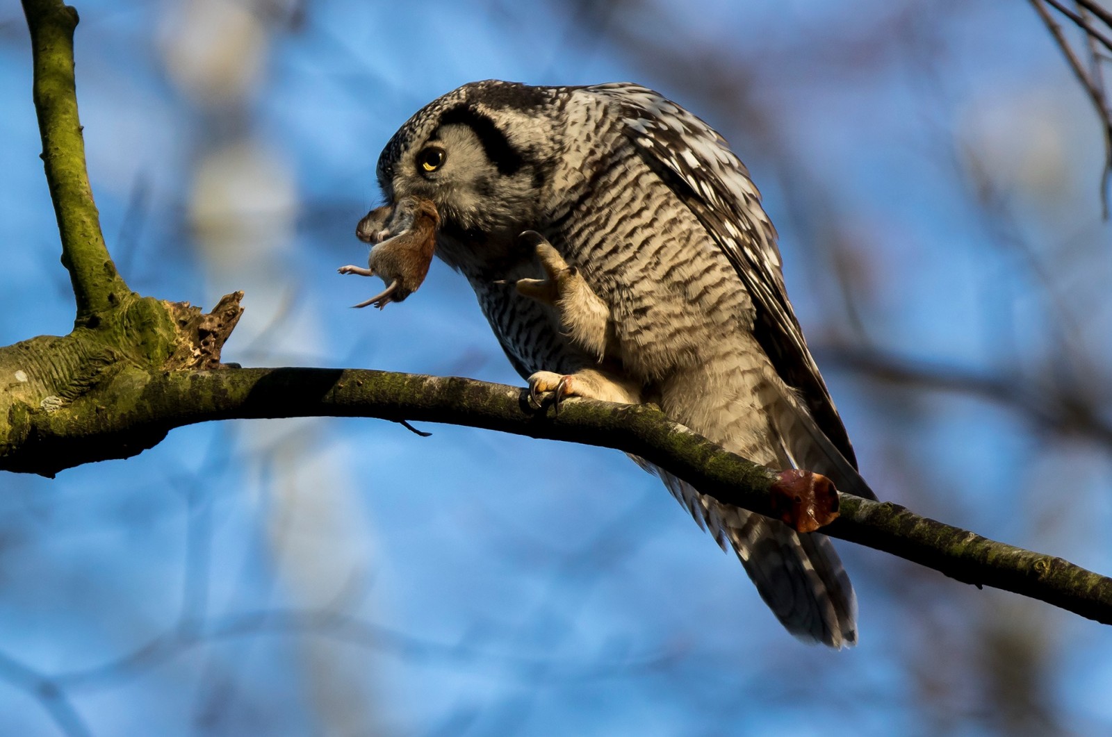 Hesede Skov Forest | Birdingplaces
