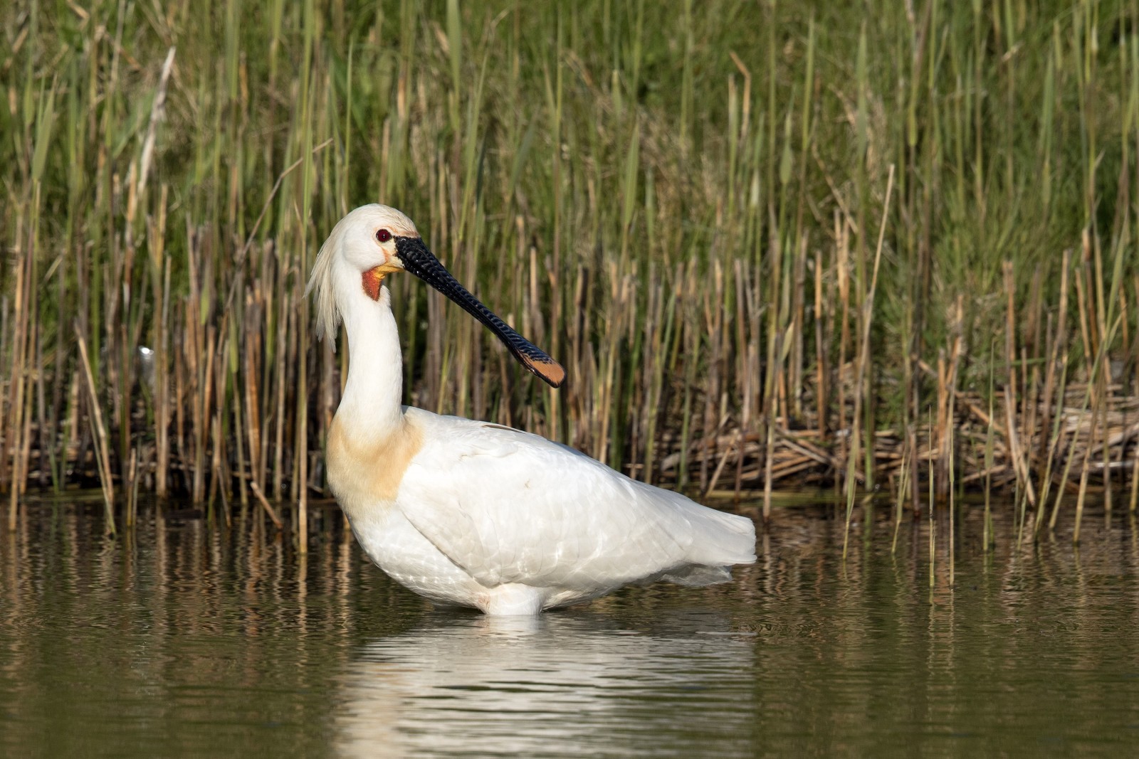 Arne RSPB Reserve | Birdingplaces