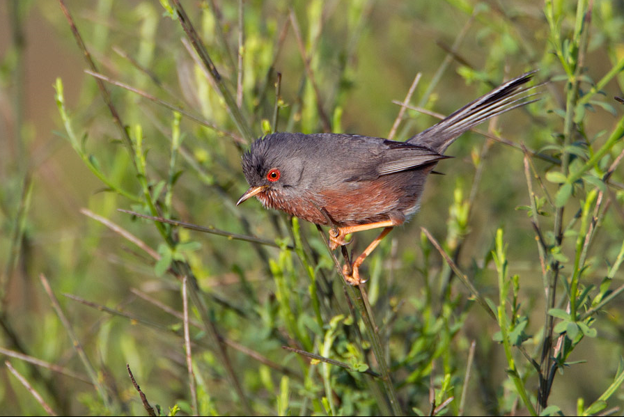 Colaton Raleigh Common | Birdingplaces