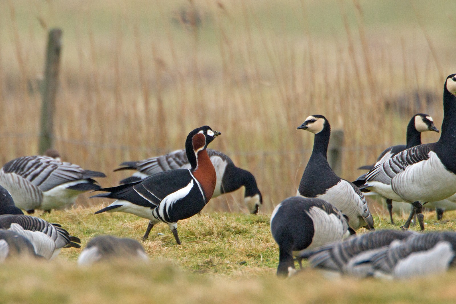 Red-breasted Goose (Branta ruficollis) | Birdingplaces.eu