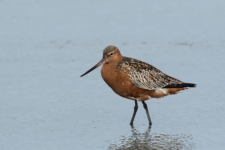 Gibraltar Point Nature Reserve | Birdingplaces