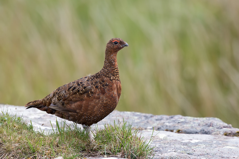Findhorn River Valley | Birdingplaces
