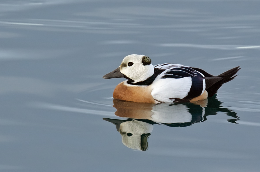 Steller's Eider (Polysticta stelleri) | Birdingplaces