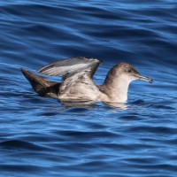 Punta de Cap de Creus | Birdingplaces