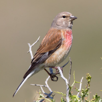 Woodoaks Farm | Birdingplaces