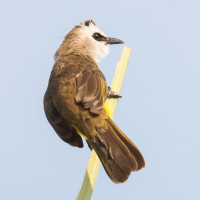 Rifle Range Nature Park | Birdingplaces