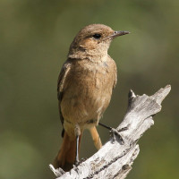Quiver Tree Forest | Birdingplaces