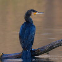 Wonga Wetlands | Birdingplaces