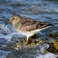 Zuidpier IJmuiden | Birdingplaces